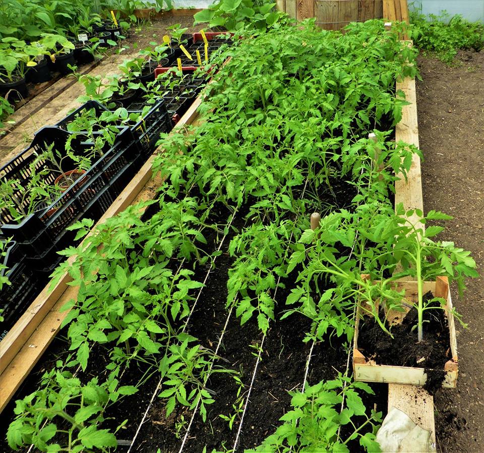 Comment transplanter en pleine terre correctement vos jeunes plants de ...